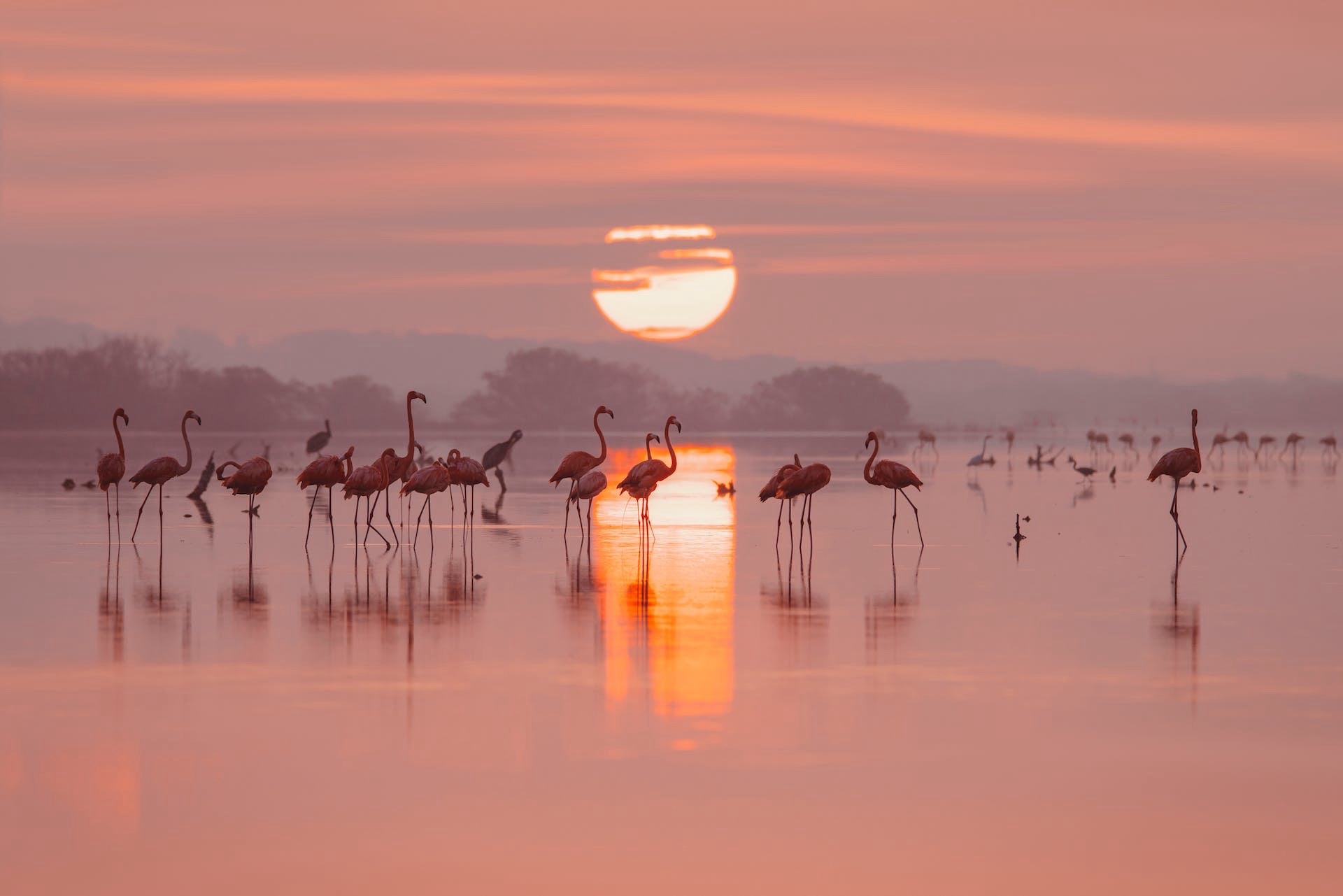 La Camargue, un territoire sauvage et authentique - Tomy Stere Digital ...